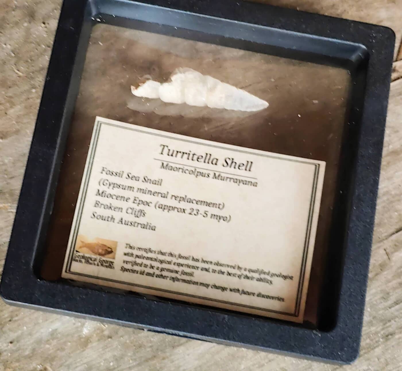 FOS1122 Turritella "Ghost Shell", gypsum replaced sea snail. Miocene ...