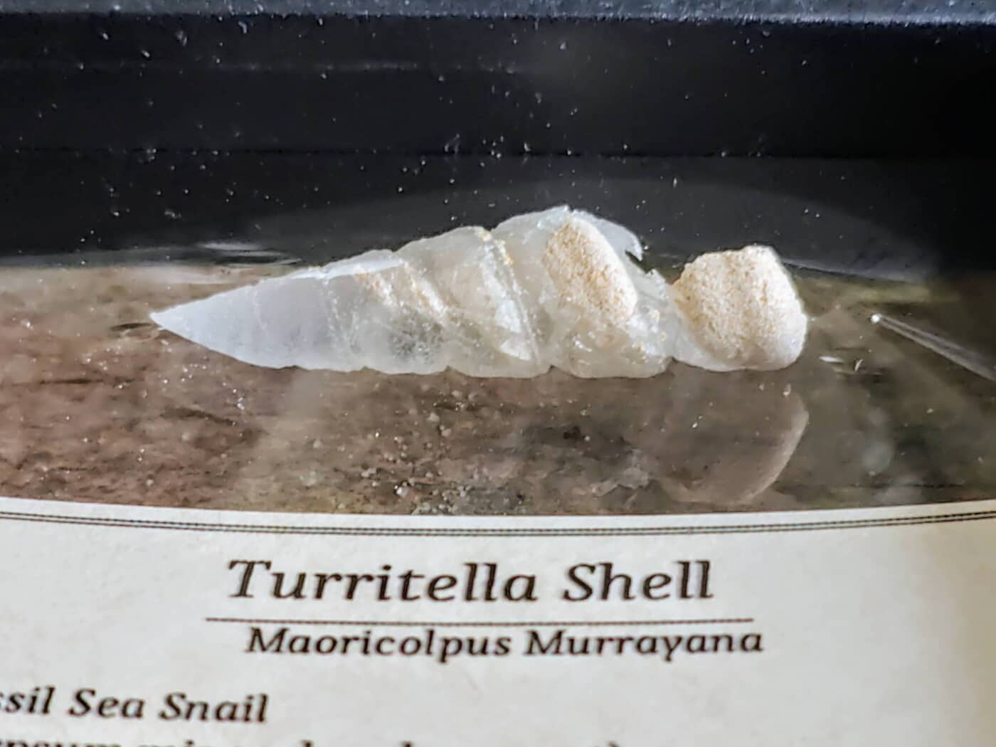 FOS1122 Turritella "Ghost Shell", gypsum replaced sea snail. Miocene ...