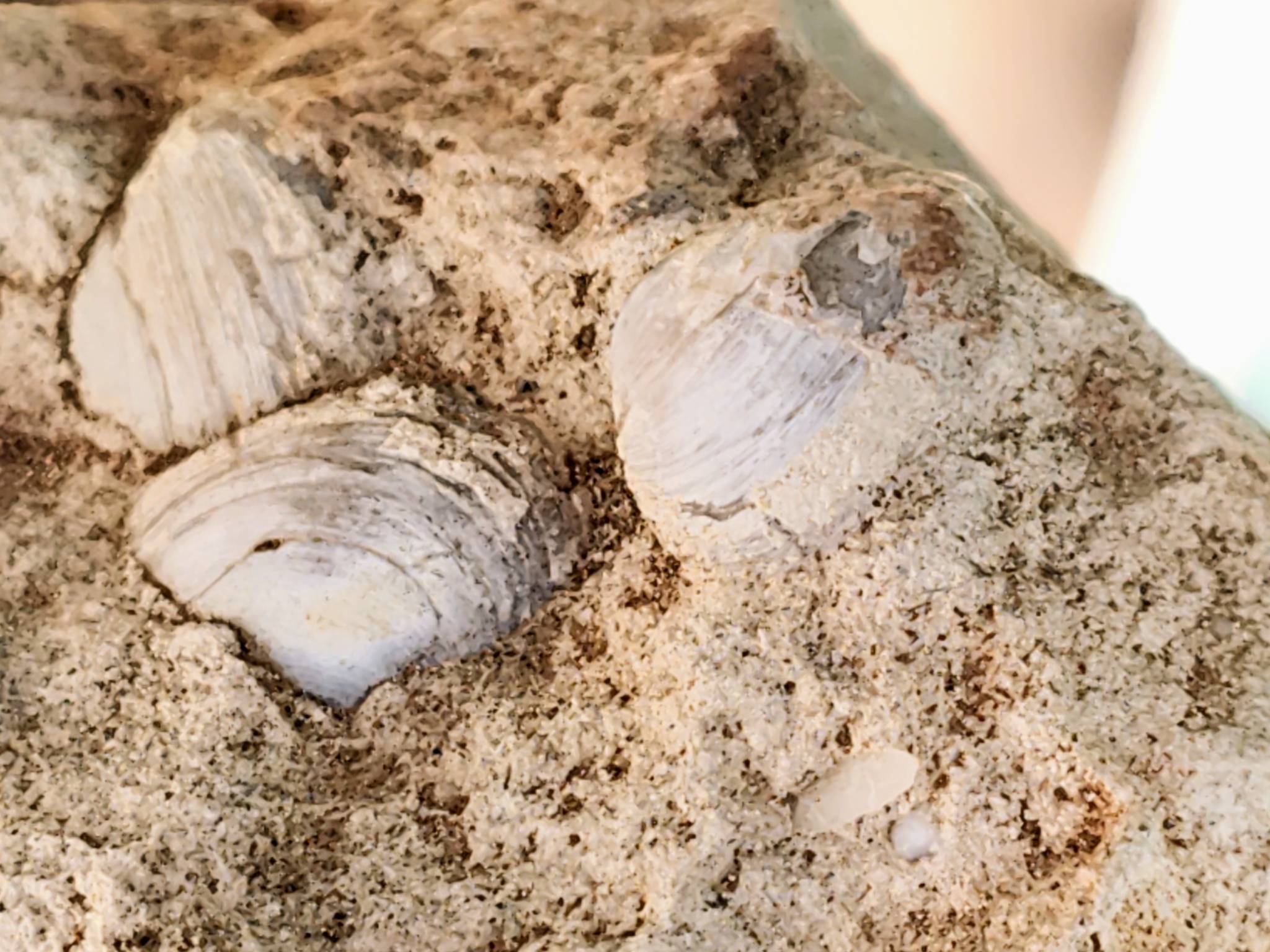 FOS1122 Group of at least 6 Tellina Cockle Shell Fossils, South ...