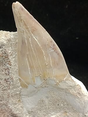 Buy real fossils online