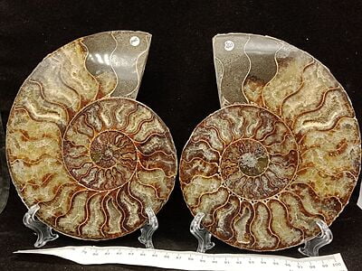 Buy real fossils online