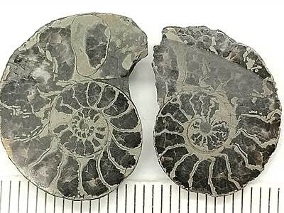 Buy real fossils online