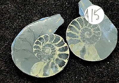 Buy real fossils online