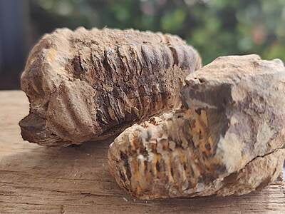 Buy real fossils online