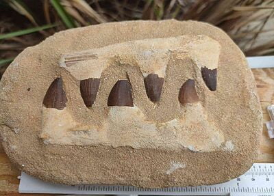 Buy real fossils online