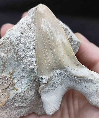 Buy real fossils online