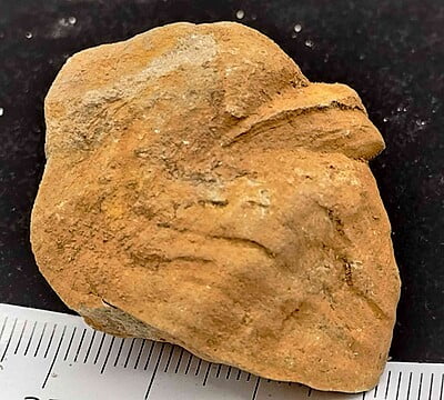 Buy real fossils online