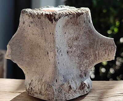 Buy real fossils online