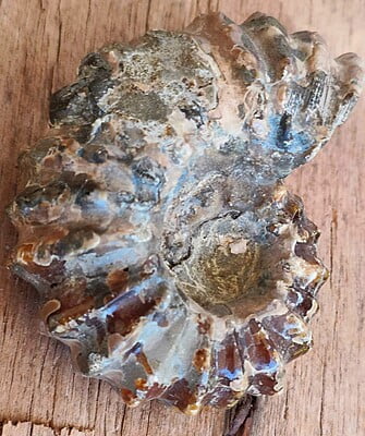 Buy real fossils online